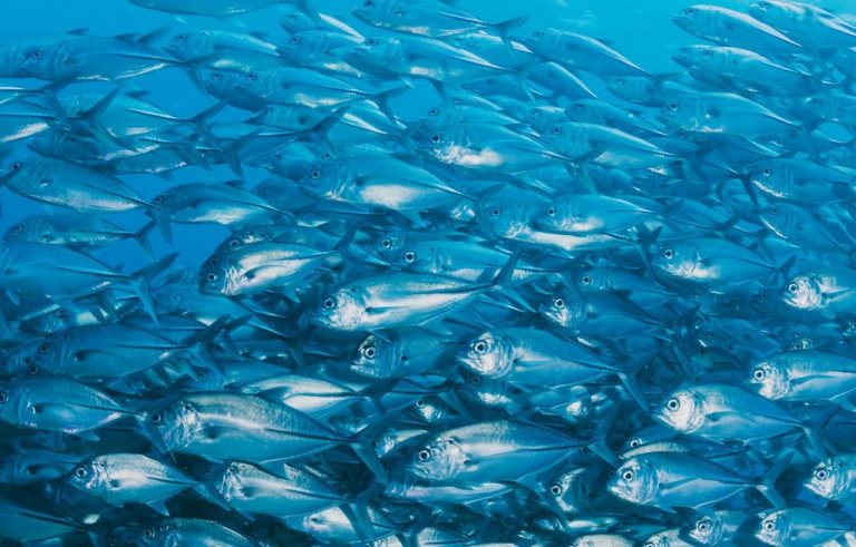 Investigadores revelan cómo era la biodiversidad marina de peces óseos ...