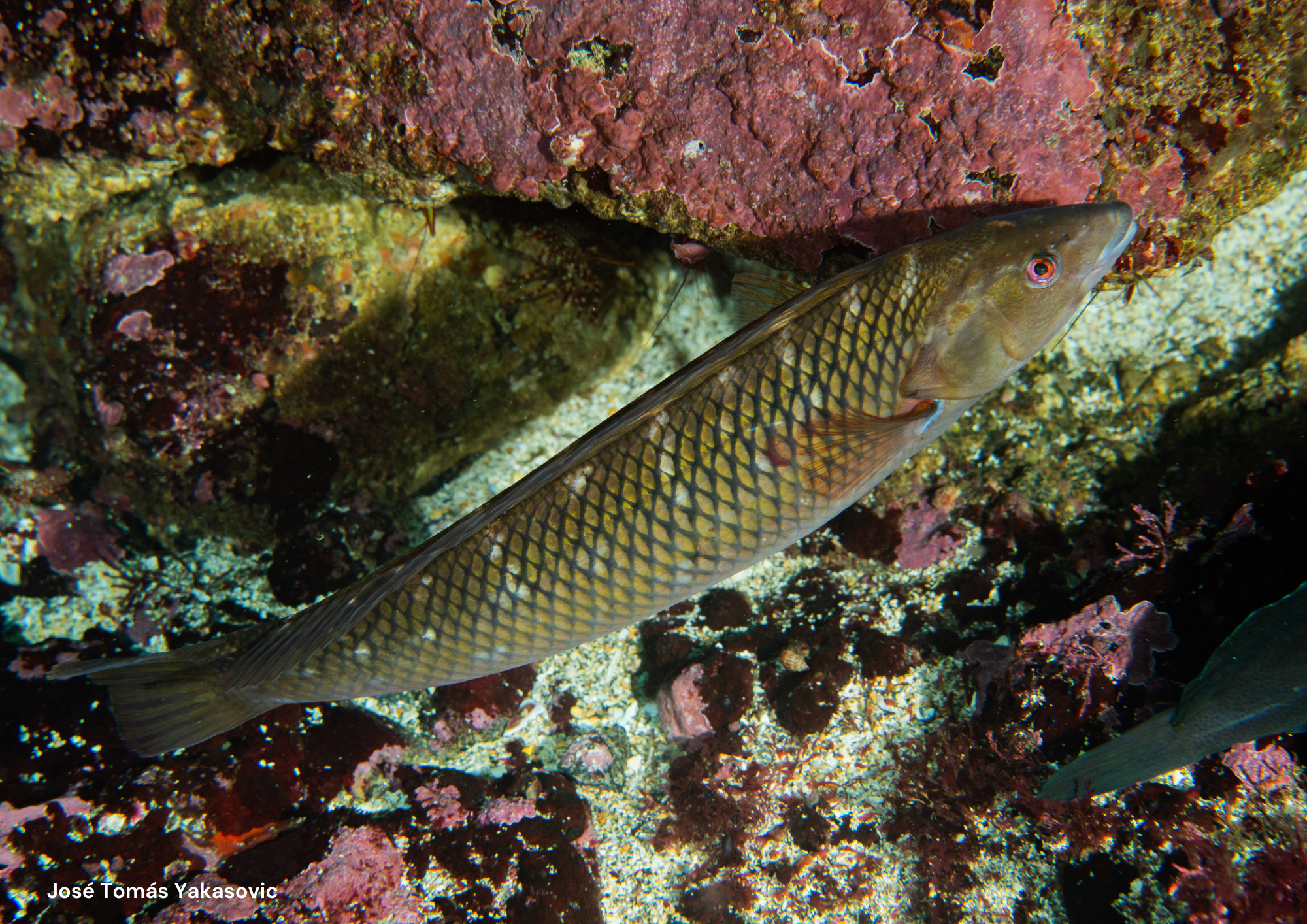 La vieja de Juan Fernández: De las islas oceánicas a la costa central ...